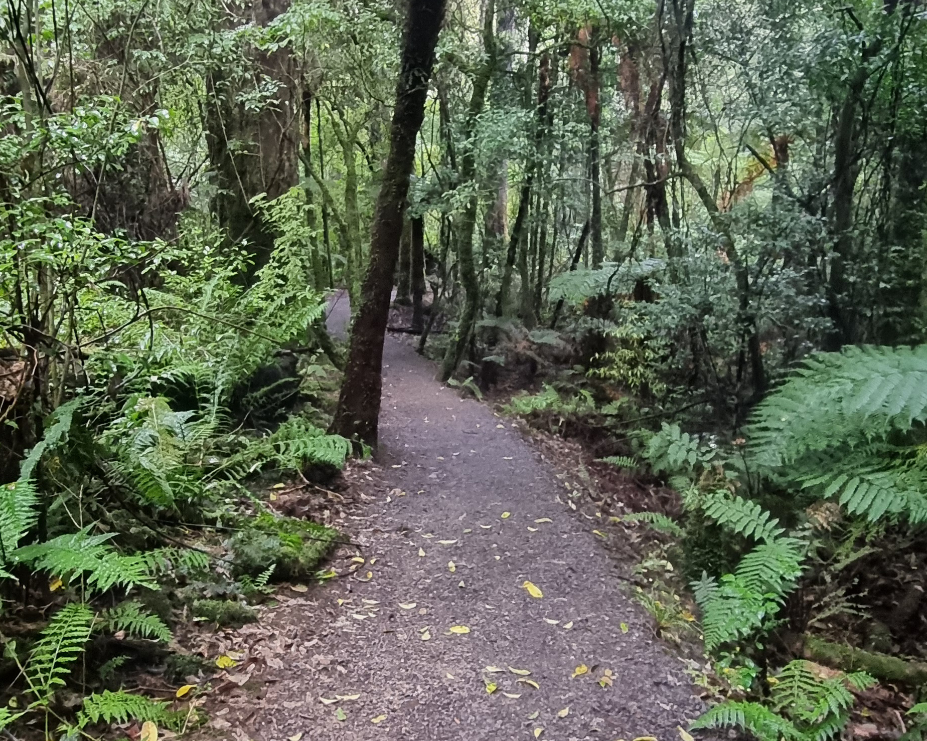 Swingbridge Track, Kaitoke Regional Park | Accessible walking tracks ...
